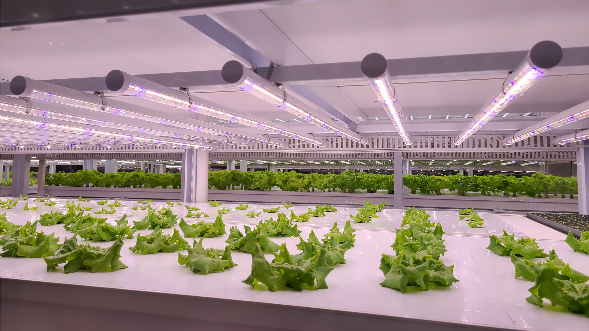 Vertical farming: Efficient ventilation, air conditioning, automation | mag